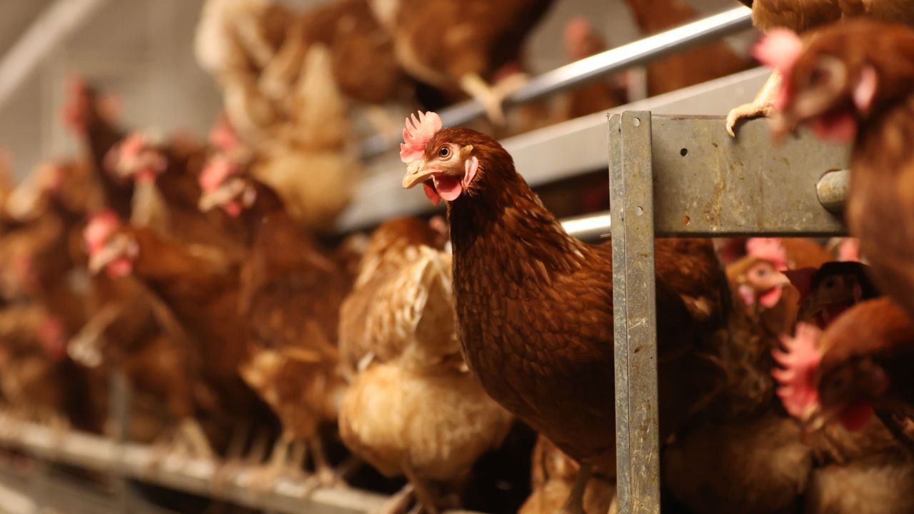 EU set to implement emergency bird flu measures in Poland