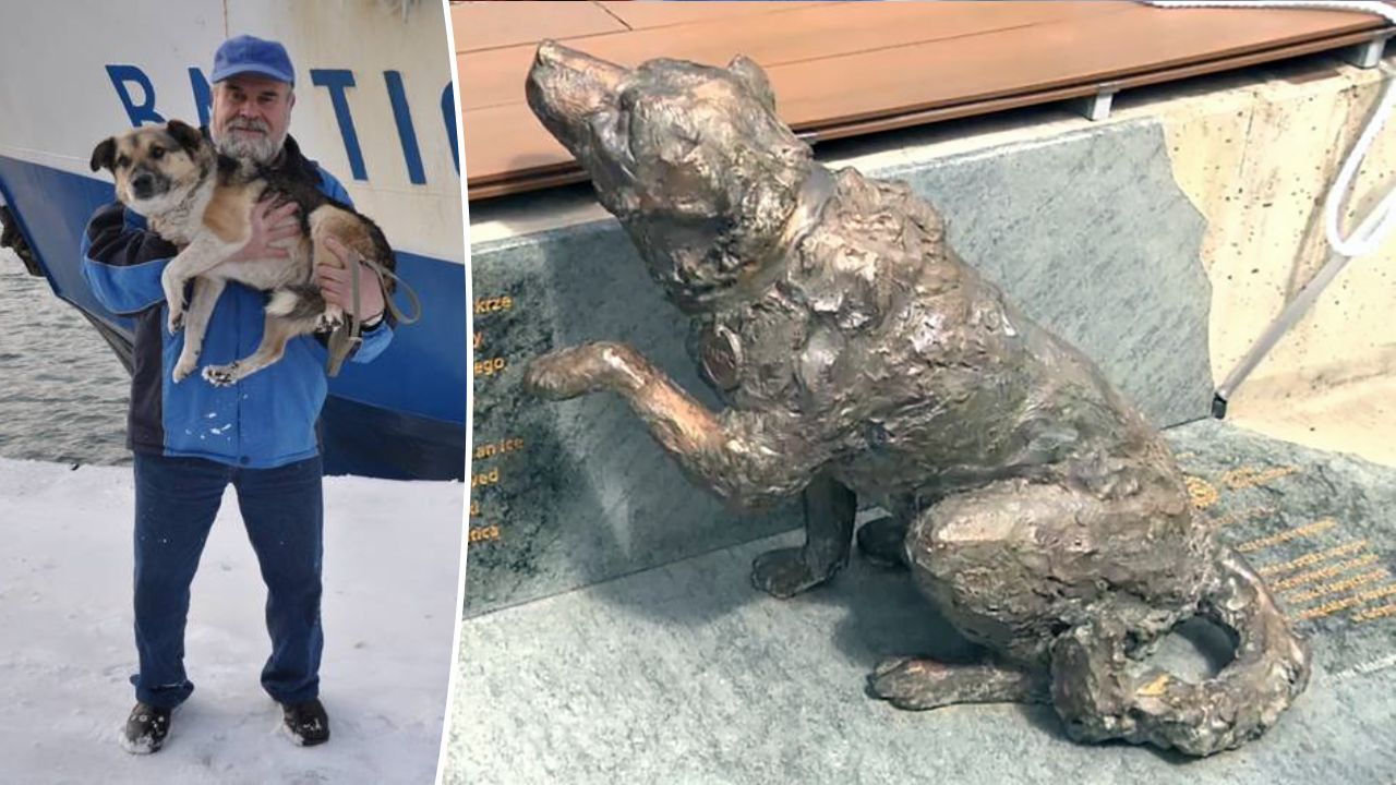 Pies Baltic. Rzeźba w Gdyni. Media na całym świecie zainteresowały się ...