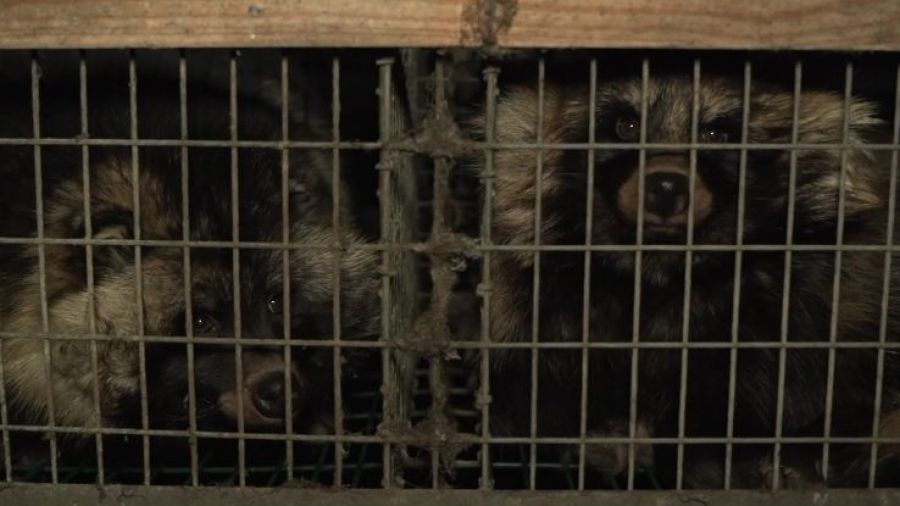 Zabijali w okrutny sposób. Wszystko na oczach innych zwierząt