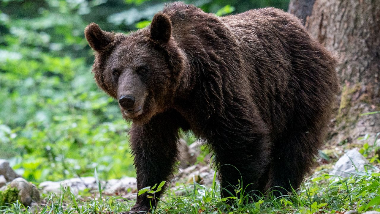 Romania faces surge in deadly bear attacks