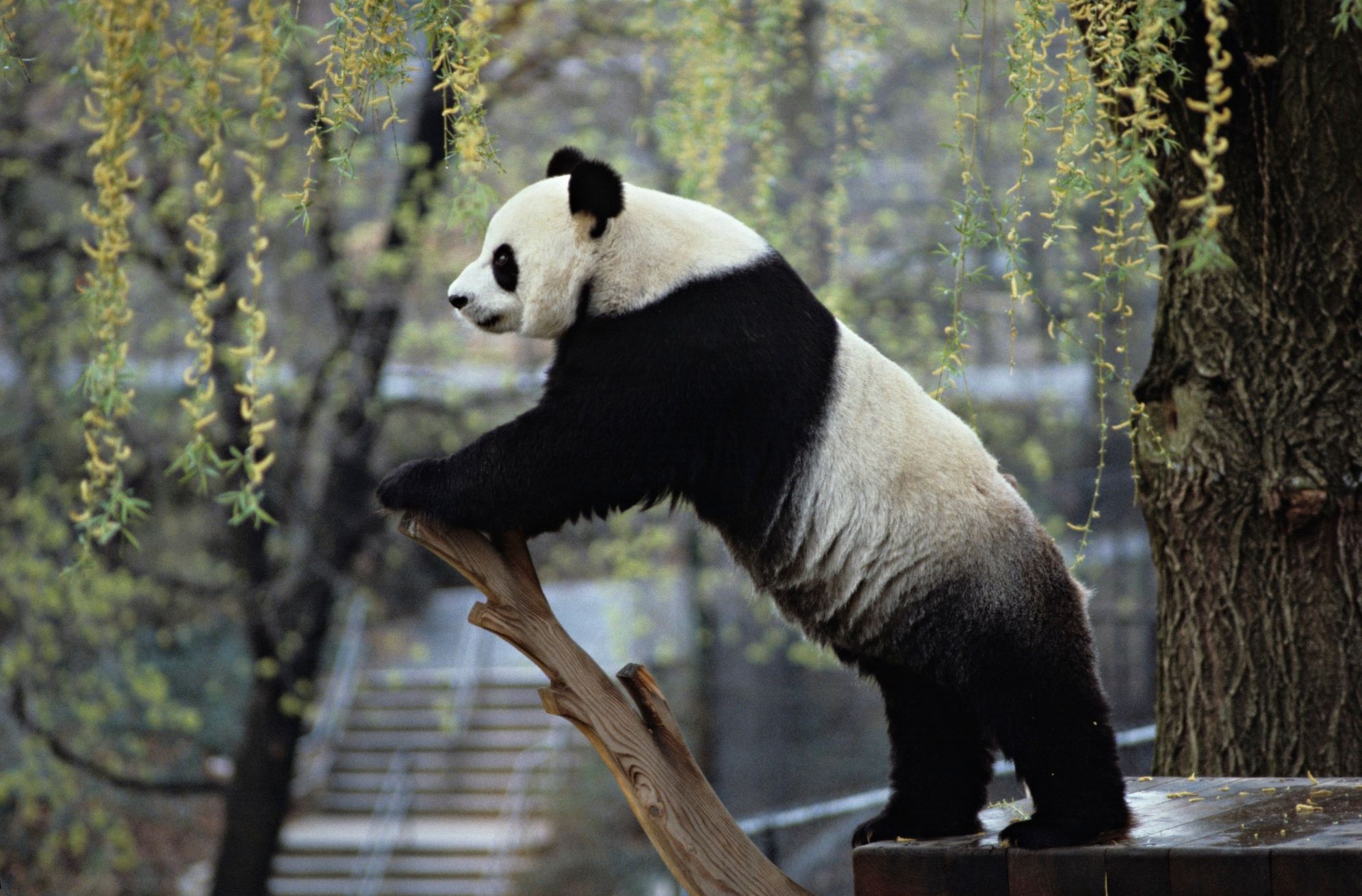 Panda wielka – symbol Chin i piękny gatunek szczęśliwie ocalałych ...