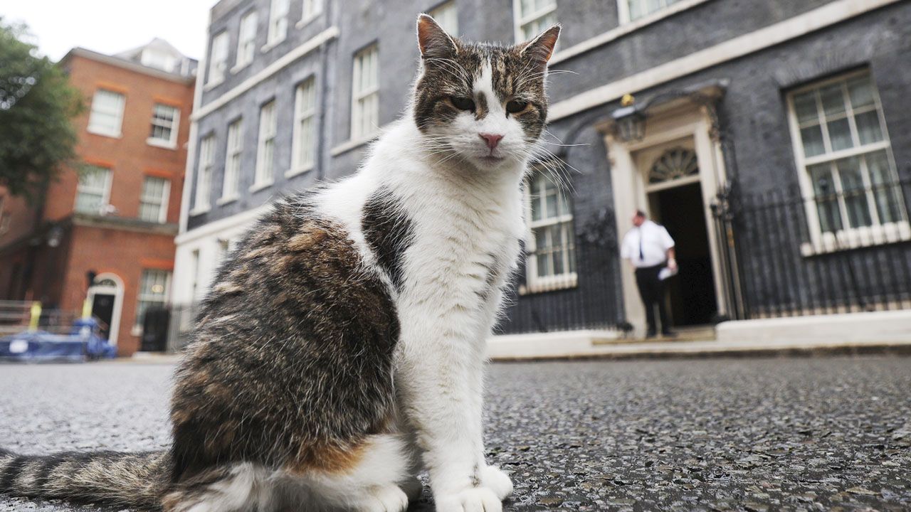 Czy kot Larry zostanie na Downing Street 10? Jak zmiana władzy wpłynie ...