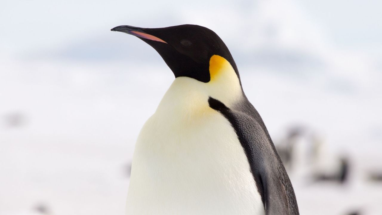 Pingwin z Antarktydy na plaży w Australii. „Czuł się swobodnie”