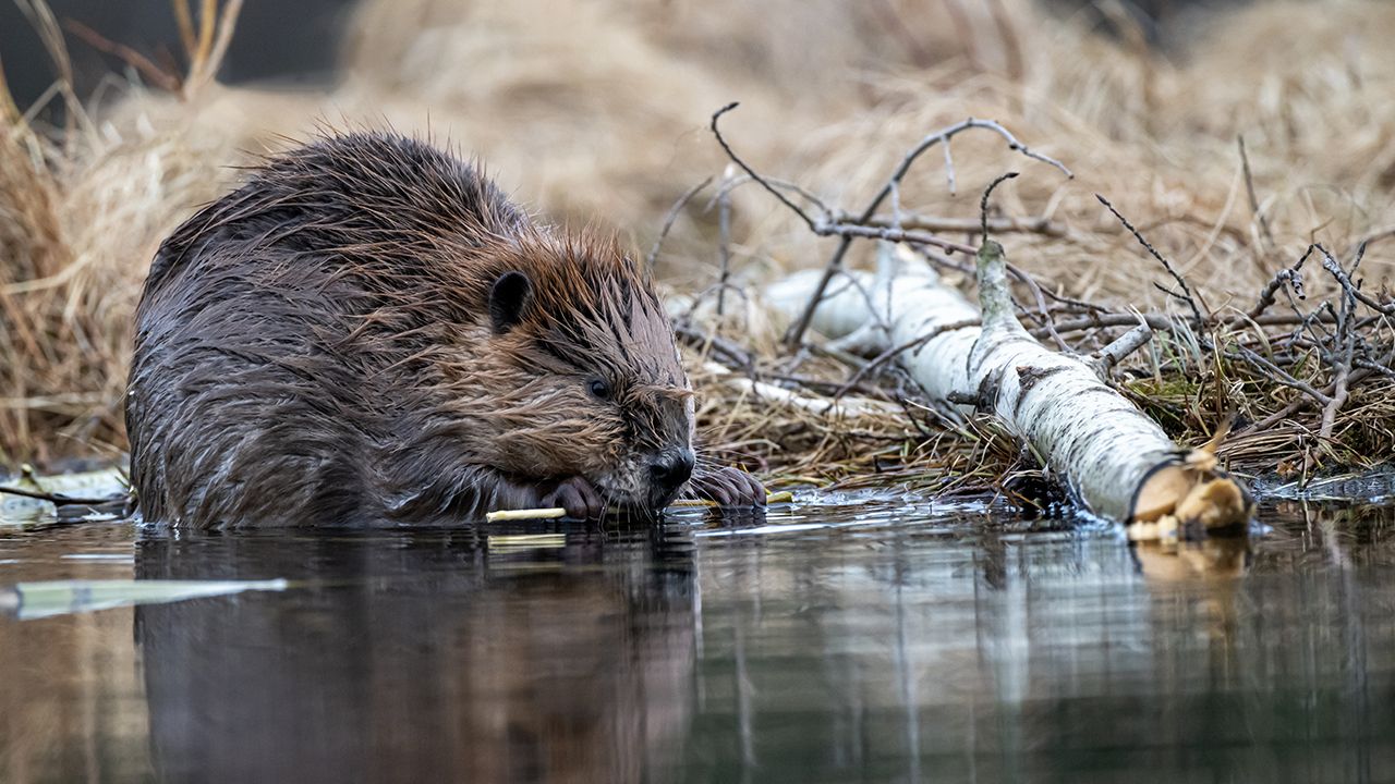 Czechy: bobry zbudowały tamę tam, gdzie ludzie nie mogli. Zaoszczędzono ...
