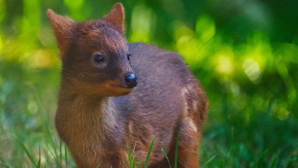 World’s second-smallest deer makes debut appearance at Warsaw Zoo
