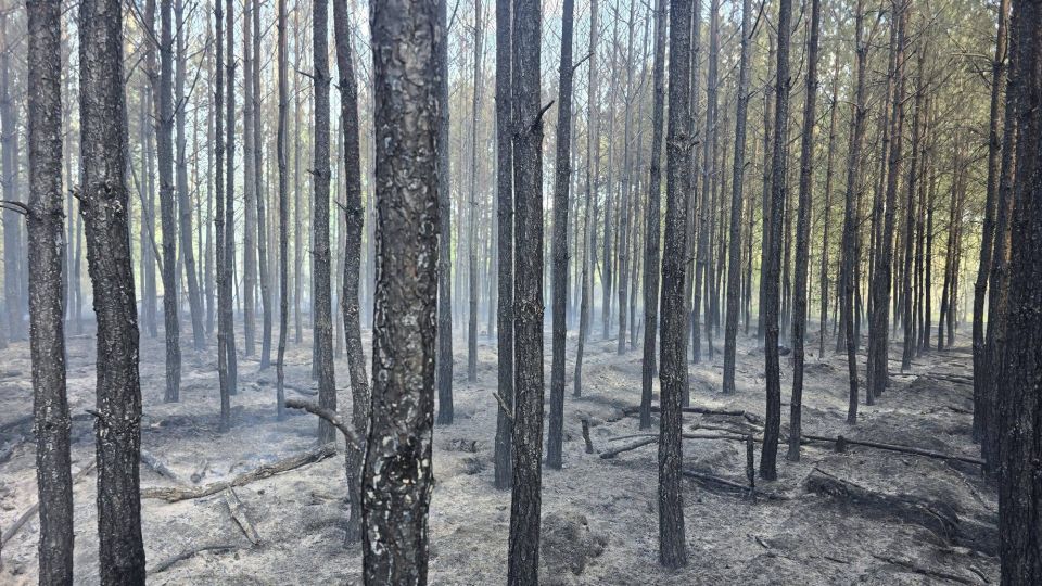 Pożar lasu w powiecie chojnickim. W akcji 33 zastępy straży | Polskie ...