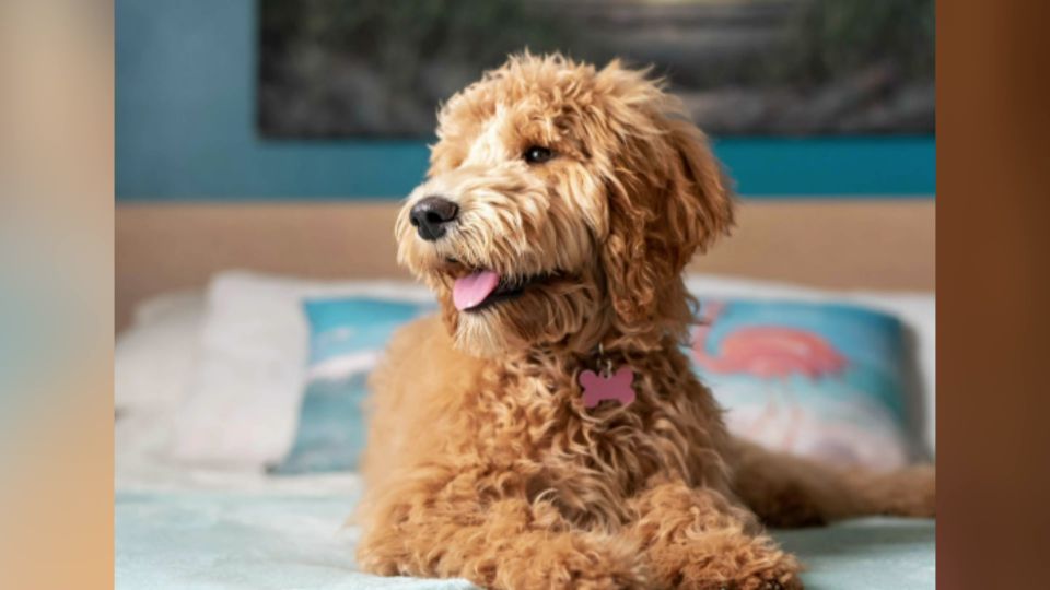 Doodle - psy, które pokochali celebryci